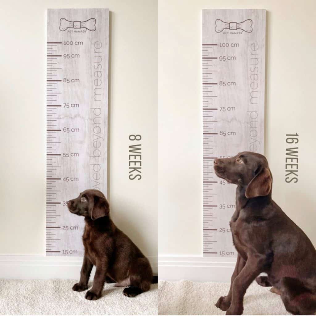 Puppy Growth Chart | Monitor Their Progress | by Pet Hamper